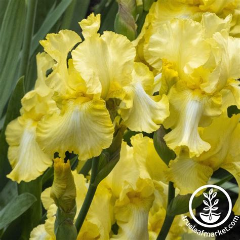 Bearded Iris Bulbs Yellow True Leaf Market Seed Company