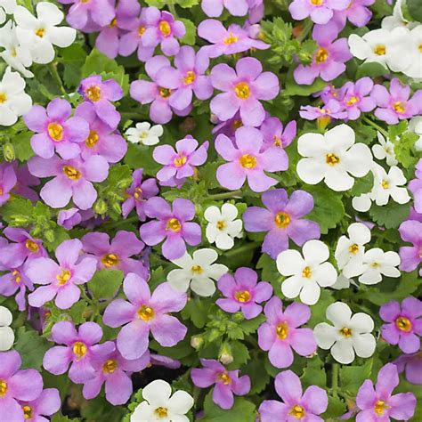 Bacopa Bluetopia And Snowtopia Mix Plug X 12