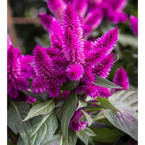 Celosia Argentea Intenz Classic™ White Flower Farm