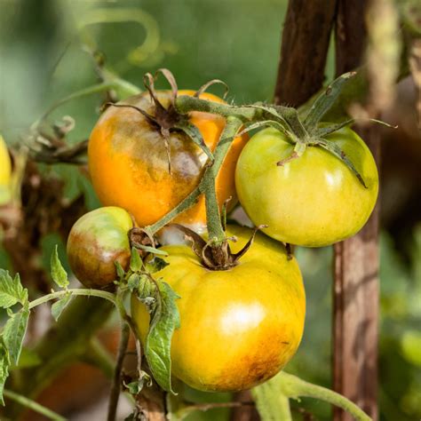 3 Simple Tips To Prevent Your Tomato Plants From Getting Blight