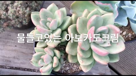 이천 시민다육농장투어2편입니다🥰 백봉복숭아미인 아보카도크림염좌금로치 Youtube