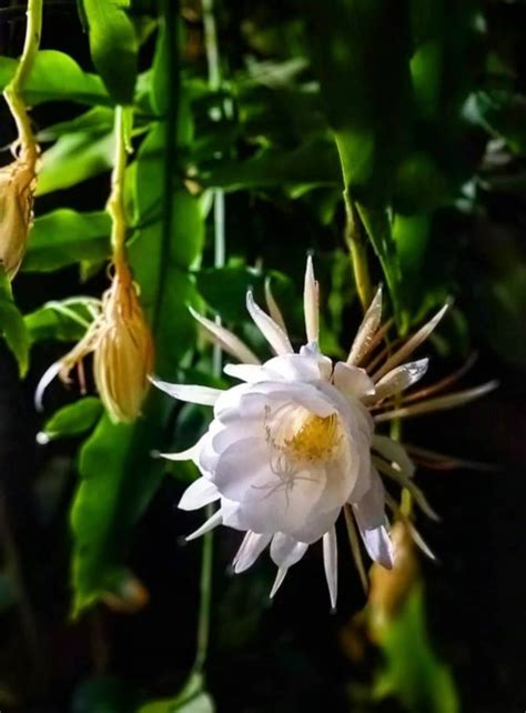 How To Grow And Care For Queen Of The Night Flower