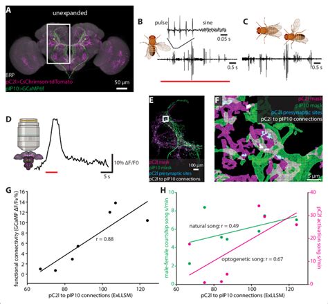 Correlating Individual Variability In Structural Connectivity Download Scientific Diagram