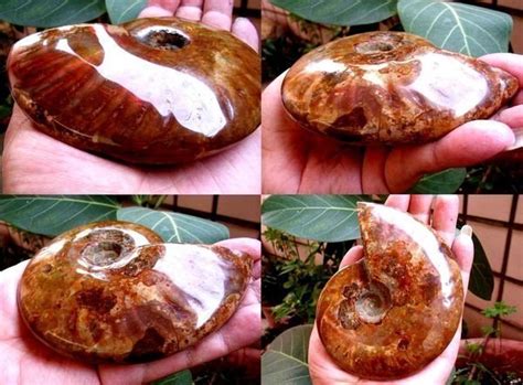 小風鈴~天然頂級七彩斑彩螺化石擺件重394g李居明推薦餓火命之風水螺強烈紫紅光 Yahoo奇摩拍賣