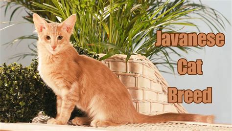 Javanese Cat Breed