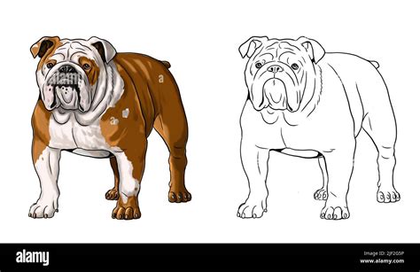 English Bulldog Drawing Dogs Characters Doodle Sticker English