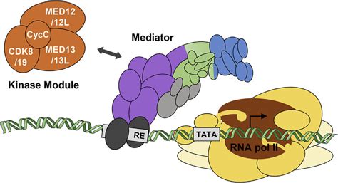 Simplified Illustration Of The Mediator Complex And The Rna Pol Ii Download Scientific Diagram