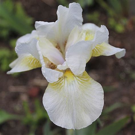 Ib Iris Barely Verde Cromwell 1972