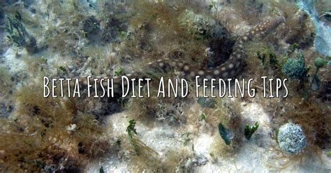 Betta Fish Diet And Feeding Tips Aqua Revolt