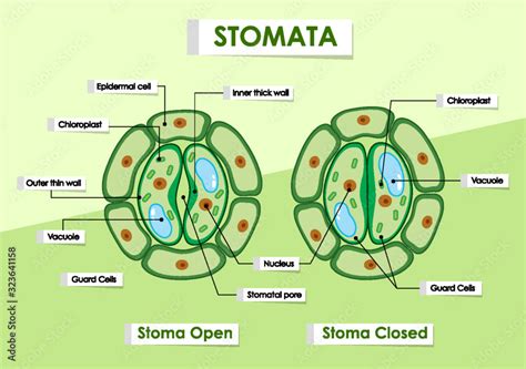 Stomata