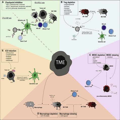 Targeting The Tme With Conventional Treatment Modalities A Inhibitory Download Scientific