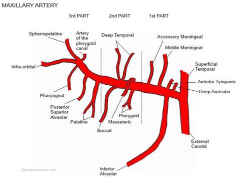 Infratemporal Fossa A Systematic Approach Pptx