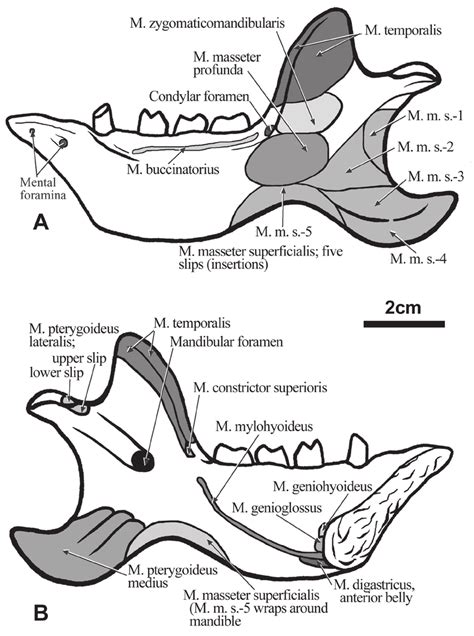 The Mandible Of Hapalops Is Shown In Lateral View A And Lingual View