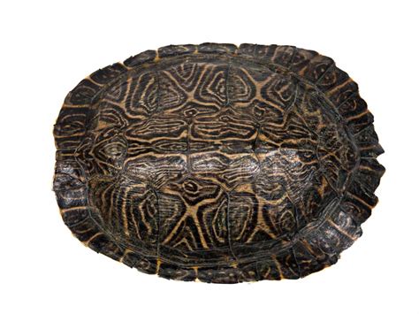 Turtle Shell
