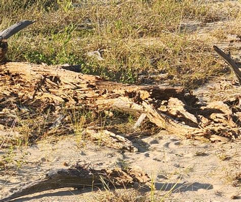 In Remembrance Of Trees