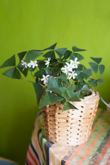 Мои оксалисы