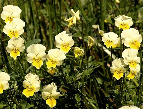 Wild Violet Weedalert