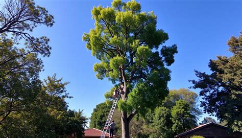 Tree Pruning Costs 2025 Guide To Tree Pruning Prices In Pretoria