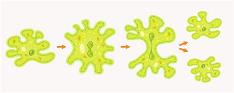 Amebas O Que So Caractersticas Amebase E Preveno