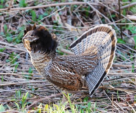 Ruffed Grouse Facts Habitat Diet Life Cycle Pictures And More