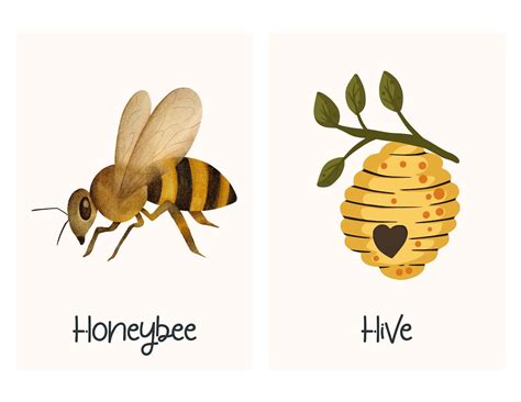 Bee Flashcards Honeybee Flashcards Nature Flashcards Bee Study