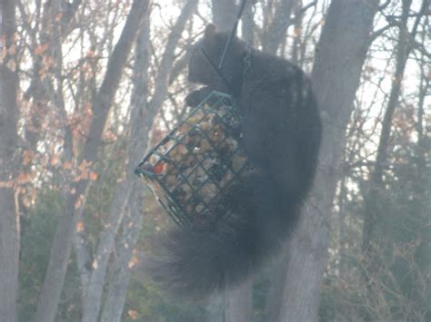 Black Squirrel Project Noah