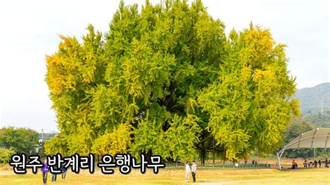 강원도 원주 가볼만한곳 반계리 은행나무 가을 여행지 추천 Youtube
