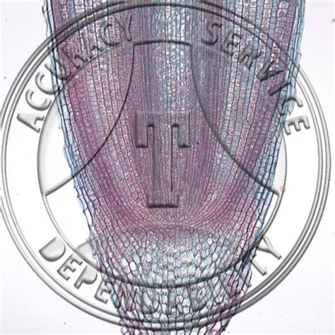 Pyrus Communis Root Tip Median Ls Prepared Microscope Slide
