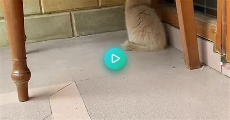 Eggsy The Cat Album On Imgur