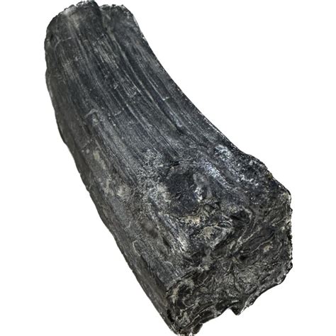 Fossil Horse Teeth Molar And Front Tooth Prehistoricoregon