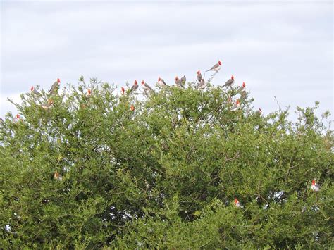 Cardinal Oiseau Nature Photo Gratuite Sur Pixabay