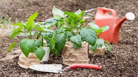 Capsicum Growing Guide Tropical Gardening