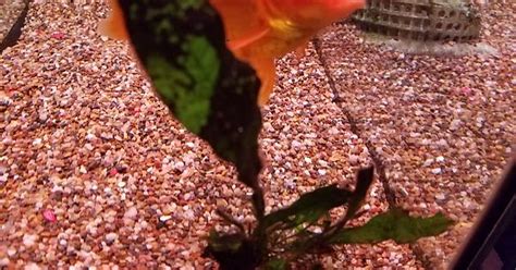 Brand New Java Fern After A Week Album On Imgur