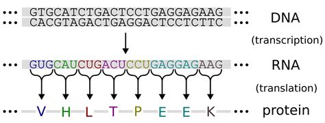 Filegenetic Codesvg Wikimedia Commons