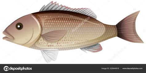 Mangrove Snapper Gray Snapper Cartoon Style White Background Illustration Stock Vector By