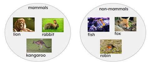 Classification Keys Ks2 Y4 Science Lesson Resources Oak National