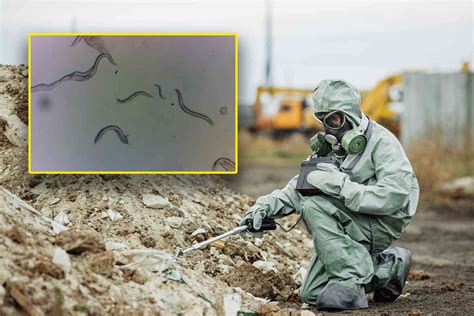 Superpower Worms In Chernobyl May Be Immune To Nuclear Radiation