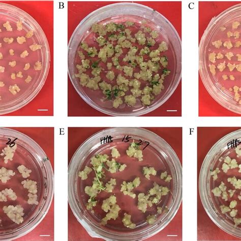 Identification Of Powdery Mildew And Stripe Rust Resistance Of The