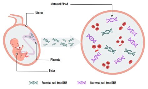 Labcorp Test Code Ldh At Fred Grant Blog