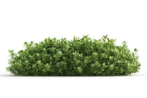 Lush Green Shrub Isolated On White Background Premium Ai Generated Image