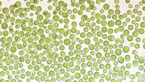 Chlamydomonas Reinhardtii Microscope