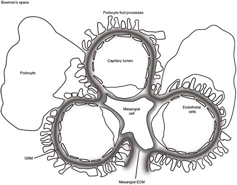 Frontiers The Importance Of Podocyte Adhesion For A Healthy Glomerulus