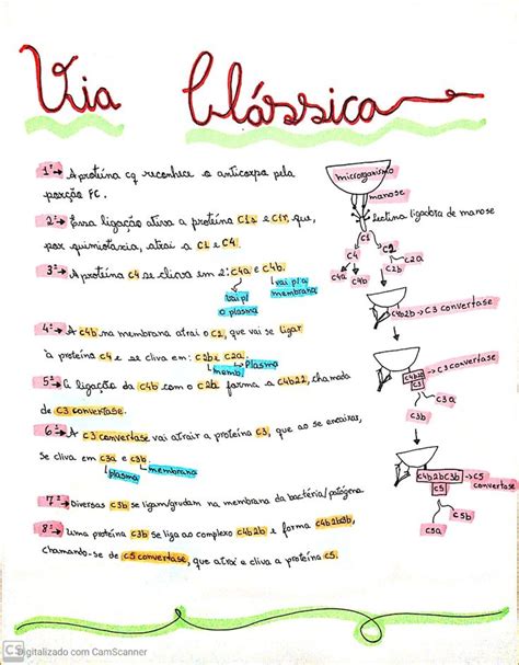 Via Clássica Do Sistema Complemento Sistema Complemento Imunologia