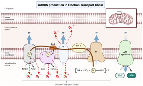 Cellular Senescence Mitochondrial Dysfunction And Their Link To