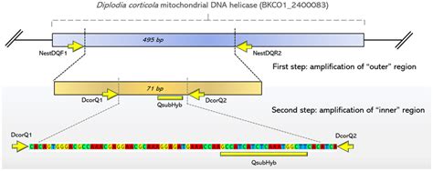Scheme Of Nested Qpcr Protocol Designed For Detecting D Corticola