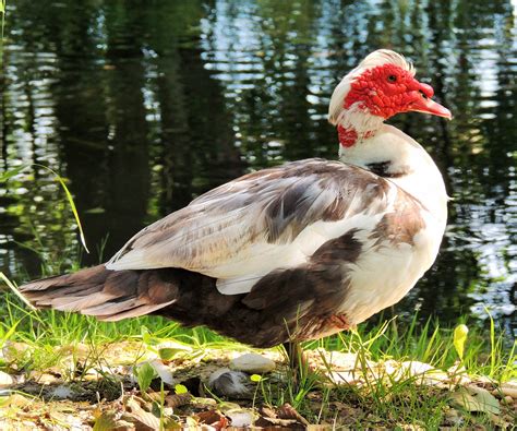 Muscovy Ducks Breed Information Omlet