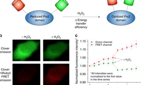 Hydrogen Peroxide Sensor To Determine Effective Chemotherapy Applysci