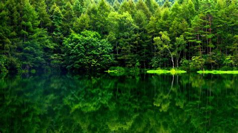 Green Forest Wallpapers 4k Hd Backgrounds On Wallpaperbat