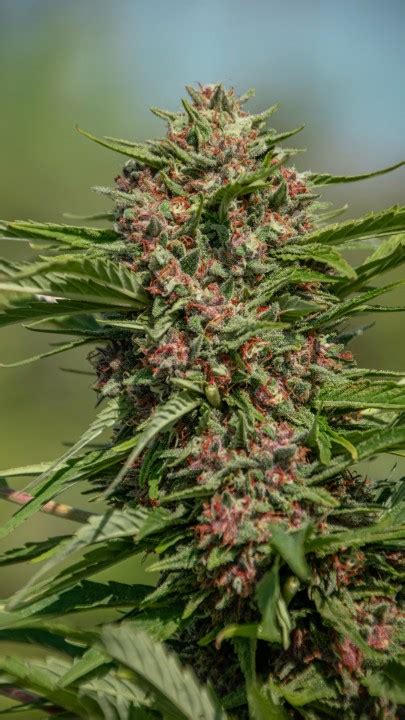 Daniel P Weadock On Linkedin What A Beautiful Flower 🕶👊🏼