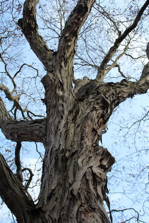 Shagbark Hickory Tree Carya Ovata Identification And Uses — Practical Self Reliance
